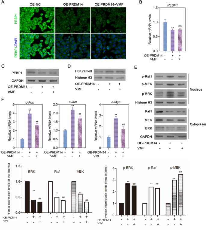 PRDM14 promoted NSCLC cell proliferation, migration and invasion via ...