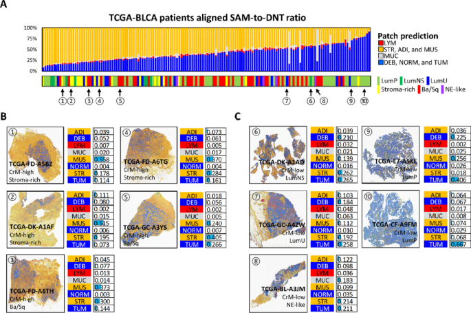 Deep learning-driven whole-slide image analysis predicts chemo ...