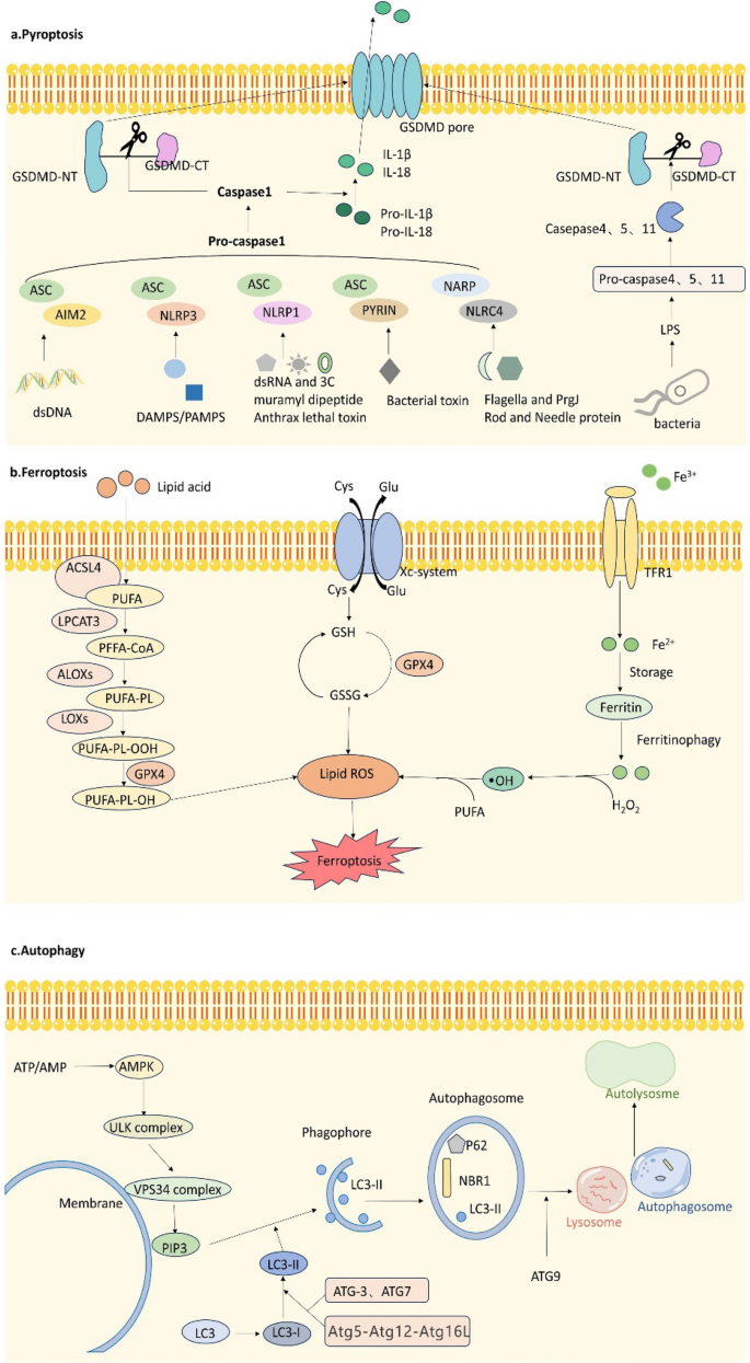 Pyroptosis, ferroptosis, and autophagy in immune therapy: perspective ...
