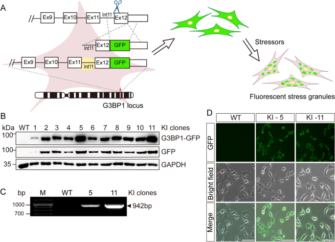 A novel G3BP1-GFP reporter human kidney cell system enabling real-time ...