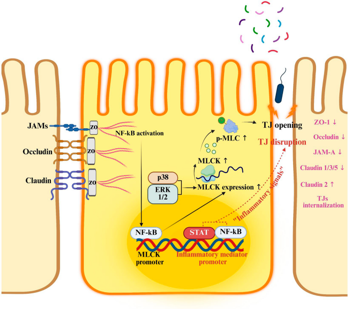 The role of tight junctions in the pathogenesis of inflammatory bowel ...