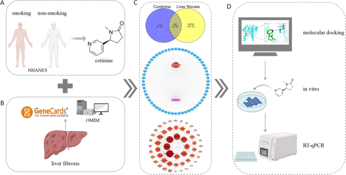 HSP90AA1/P450s as a new target of nicotine metabolite cotinine induced ...