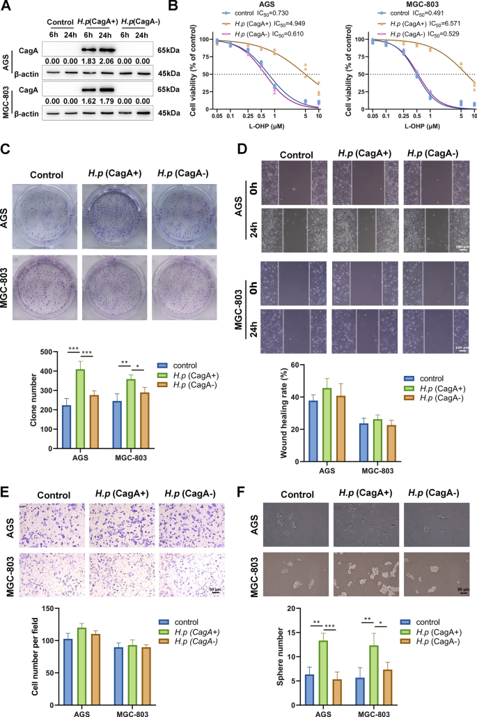 Helicobacter pylori CagA protein confers aggressive phenotypes to ...