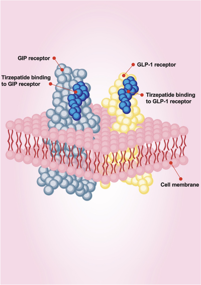 Insights into the Mechanism of Action of Tirzepatide: A Narrative ...