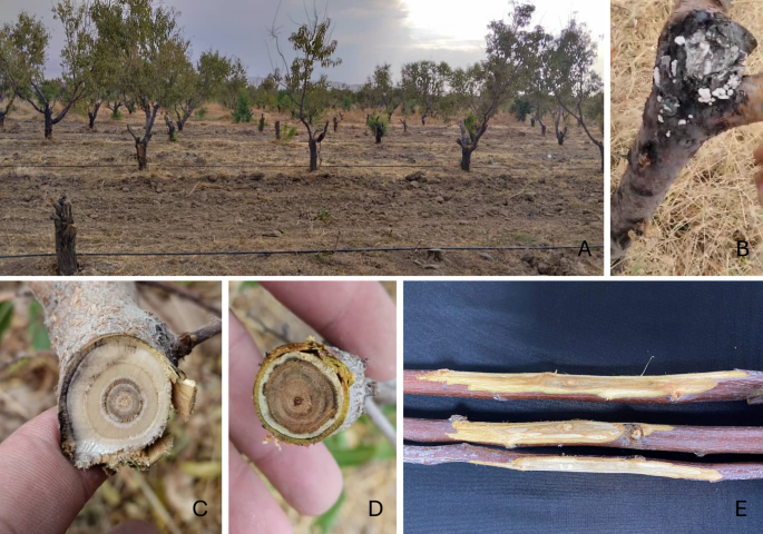First report of Schizophyllum commune associated wood rot on almond in ...