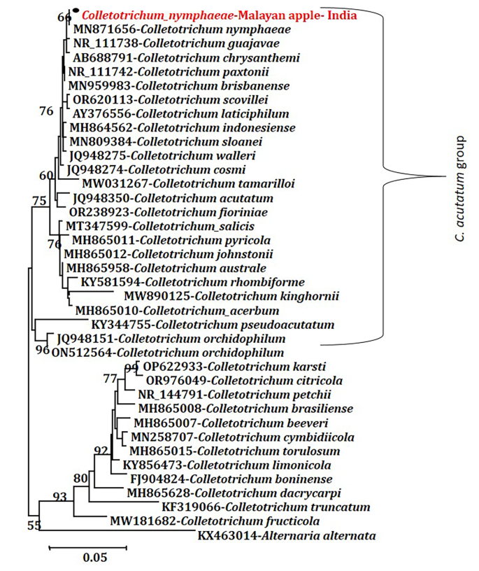 The first report of Colletotrichum nymphaeae associated with ...
