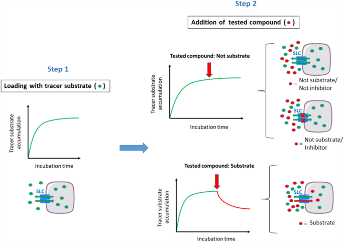 The Competitive Counterflow Assay for Identifying Drugs Transported by ...
