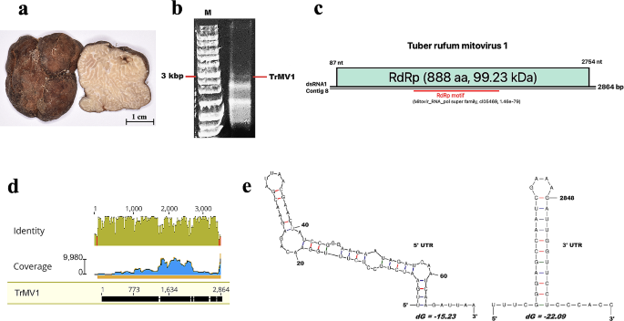 Identification and full-length genome characterization of a novel ...