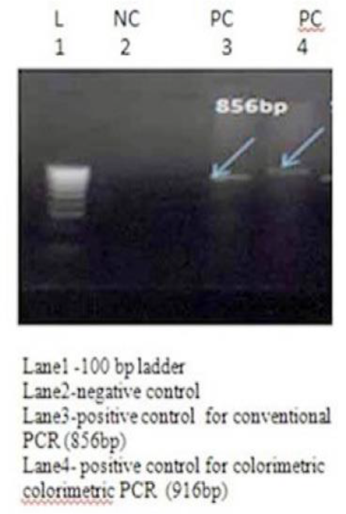 A simple rapid colorimetric reaction based post PCR analysis of Marek’s ...