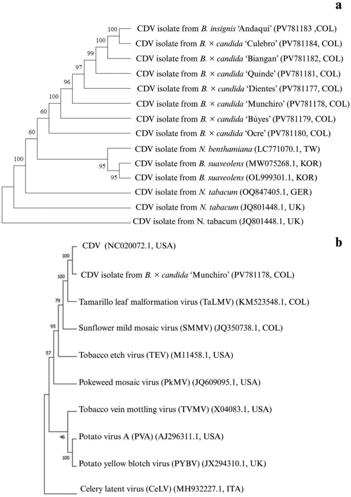 Infection by colombian datura virus induces leaf deformation associated ...