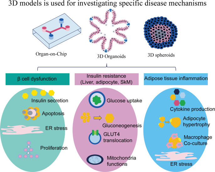 Three-dimensional models for type 2 diabetes study | Diabetology ...