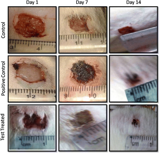 Wound healing applications of sericin/chitosan-capped silver ...