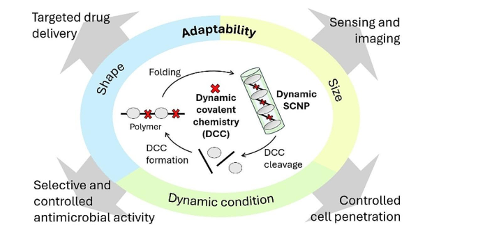 Biodynamers: applications of dynamic covalent chemistry in single-chain ...