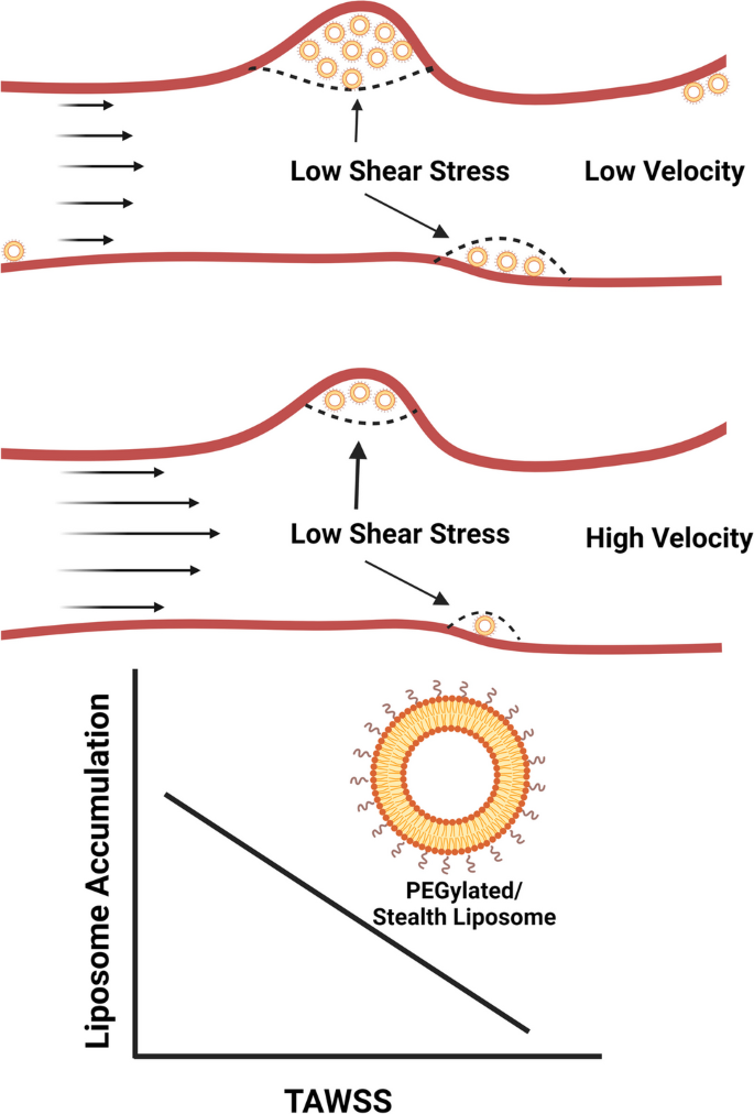 Blood vessel wall shear stress determines regions of liposome ...