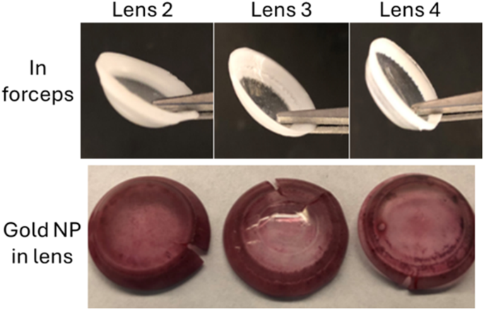 Sustained release of proteins from contact lenses with porous annulus ...