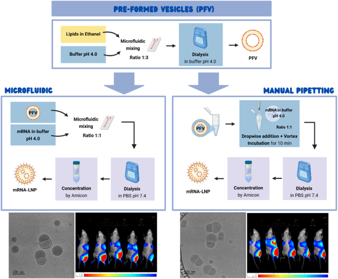 Post-encapsulation methods for the preparation of mRNA-LNPs | Drug ...