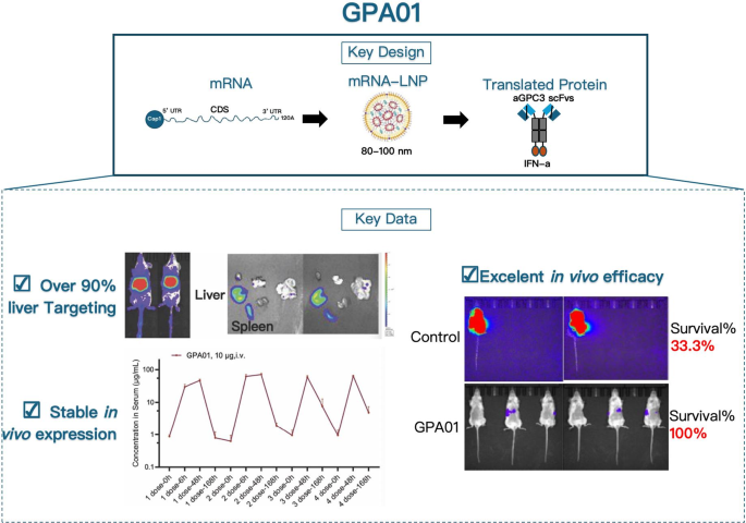 Targeted delivery of IFN-α-anti-GPC3 fusion protein via mRNA-LNP ...