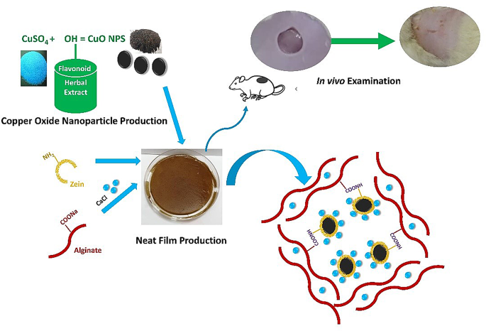 Phyto-assisted synthesized CuO NPs embedded in crosslinked zein ...