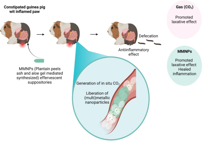Combined anti-inflammatory and laxative effect of mango kernels-based ...