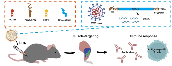 Muscle-targeting LNP vaccines enable potent immune responses against ...