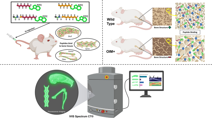 Image-guided in vivo evaluation and comparison of bone-targeting ...