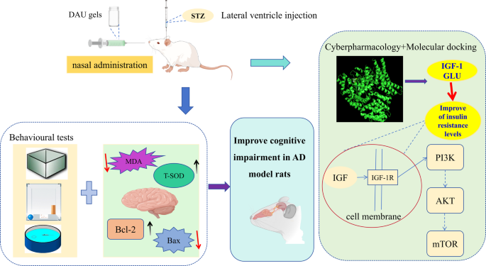 Bioavailability enhancement and neuropharmacological effects of Dauricine under intranasal ...