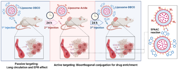 Bioorthogonal liposome-based sequential drug delivery system for ...