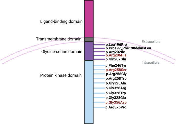 Fibrodysplasia ossificans progressiva: genetic and clinical ...