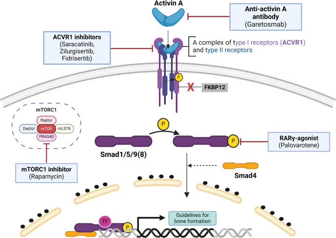 Fibrodysplasia ossificans progressiva: genetic and clinical ...