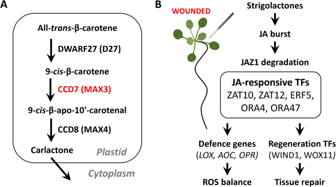 Strigolactones modulate jasmonate-dependent transcriptional ...