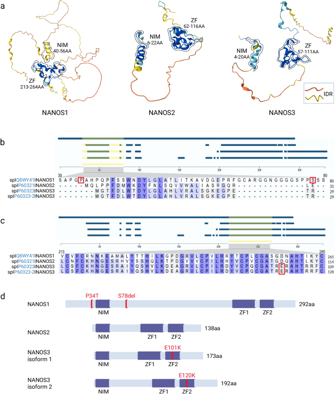 The NANOS RNA-binding protein variants: a model for understanding human ...