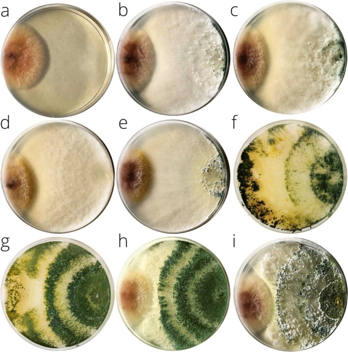 Interfungal antagonism between Trichoderma and Fusarium proliferatum ...