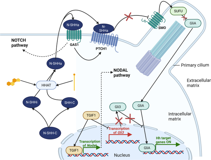 Recent advances in the diagnosis and molecular pathogenesis of ...