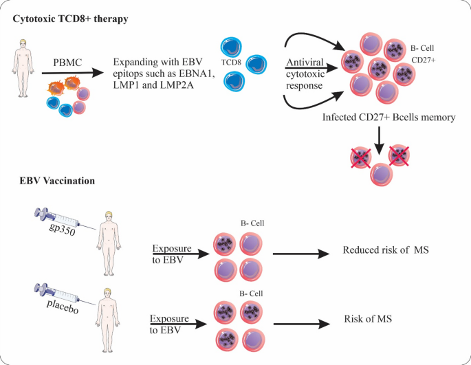 Epstein–barr virus and multiple sclerosis: from pathogenesis and ...