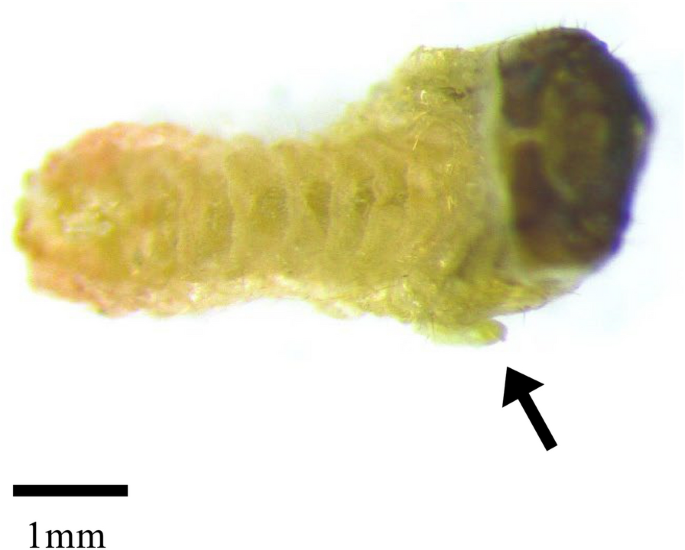 Experimental parasitism of the parasitoid beetle Dastarcus longulus ...