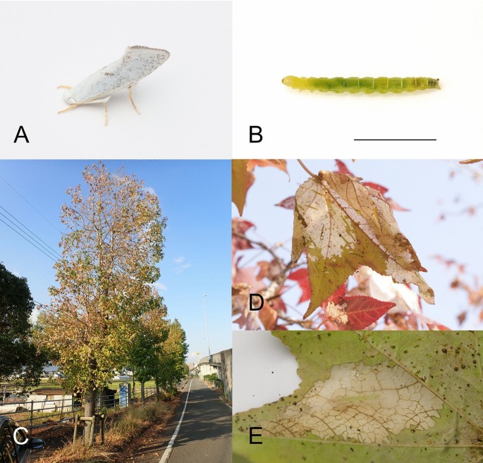 Distribution range, genetic structure, and natural enemies of an ...