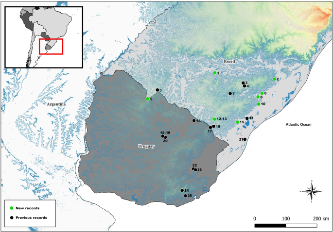 Constricted range and limited genetic variation in Reig’s Grass Mouse ...