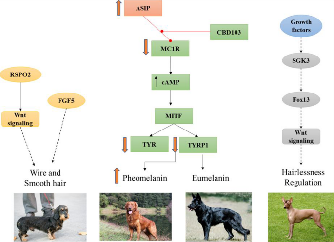 Unraveling canine genetic diversity: molecular insights into behavior ...