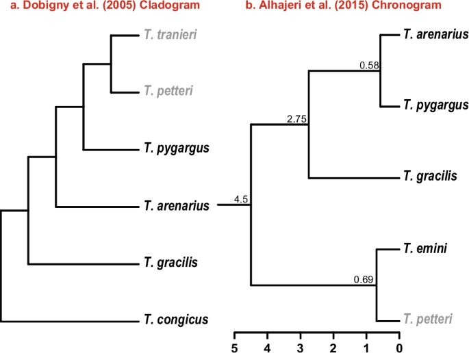 Taterillus cranial shape variation is linked to allometry, geography ...