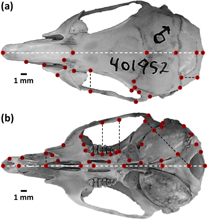 Taterillus cranial shape variation is linked to allometry, geography ...