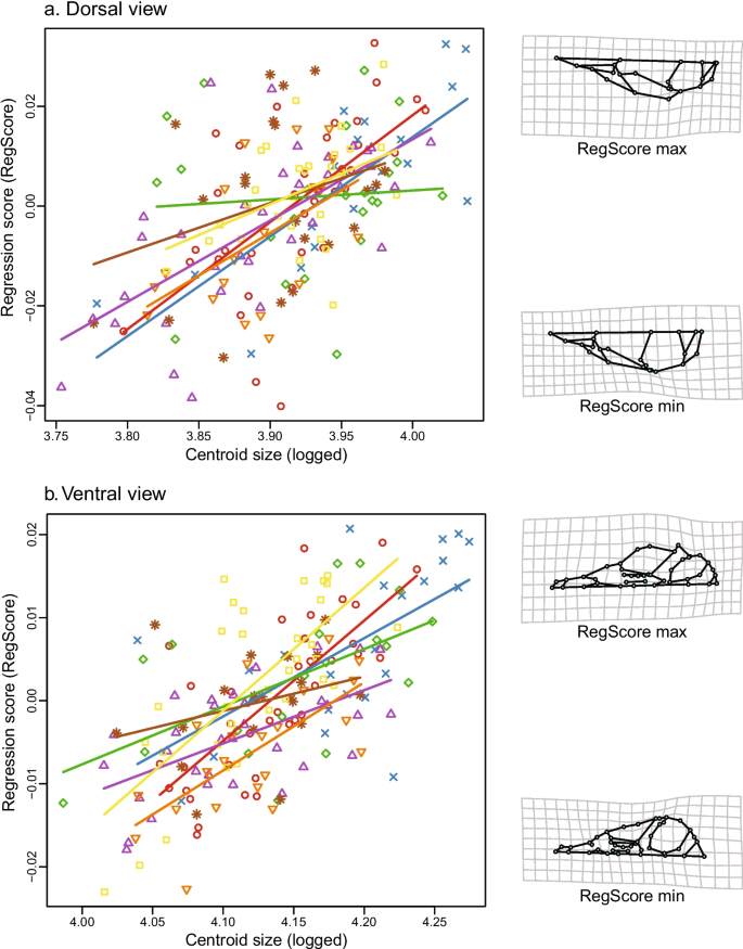Taterillus cranial shape variation is linked to allometry, geography ...