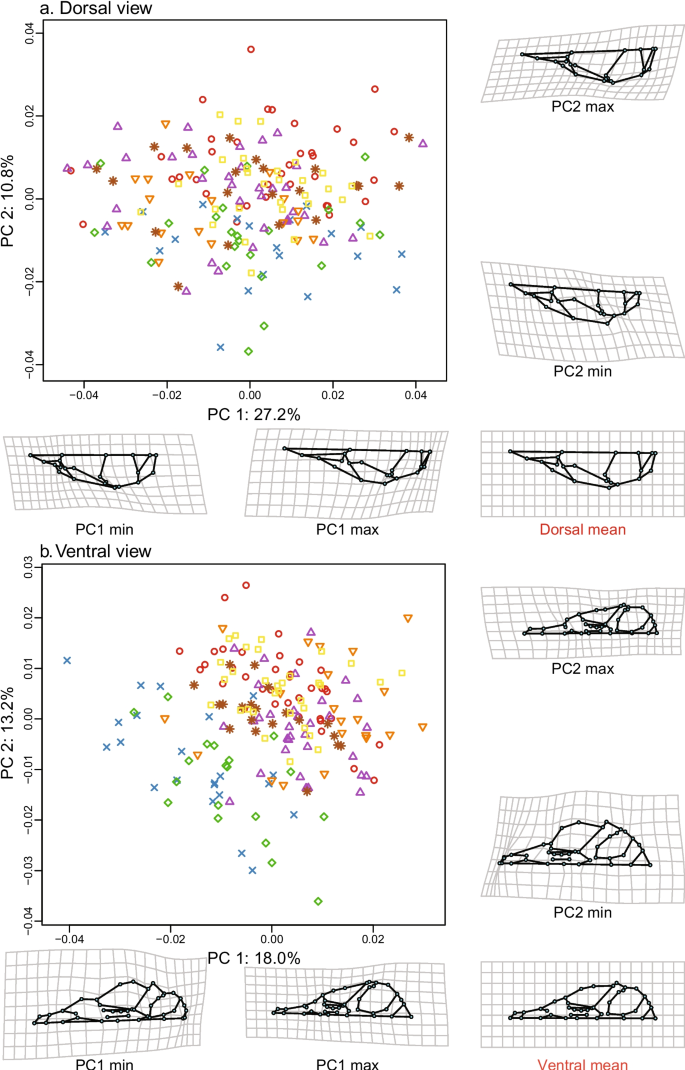 Taterillus cranial shape variation is linked to allometry, geography ...