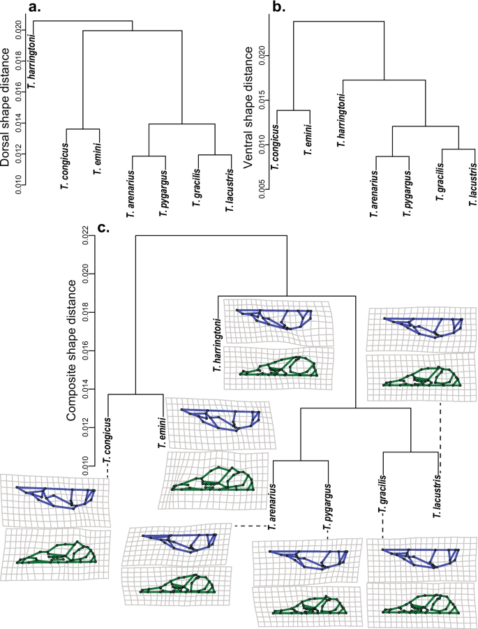 Taterillus cranial shape variation is linked to allometry, geography ...