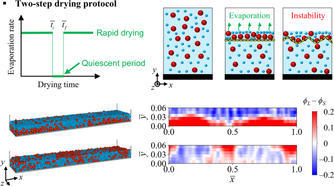 Instability-driven microstructural evolution in drying bidisperse ...