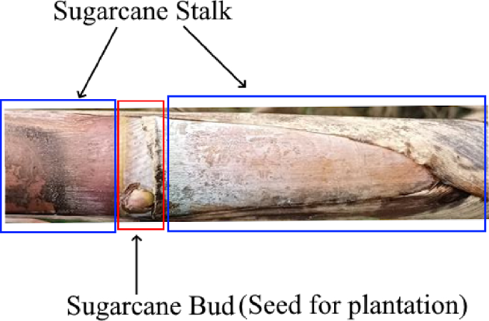 Real-Time Sugarcane Bud Detection Using Efficient Lightweight ...