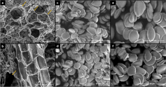 Enhancing circular economy: eco-friendly starch extraction and ...
