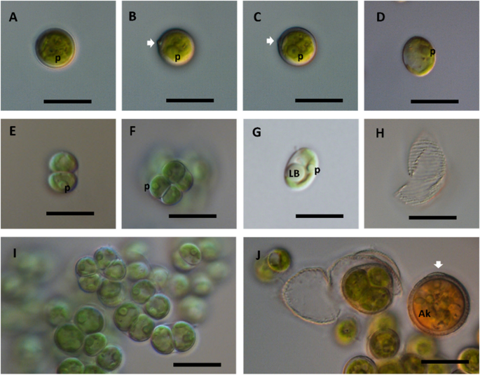 Water-soluble humic acid media for sustainable biomass, lipid, and ...