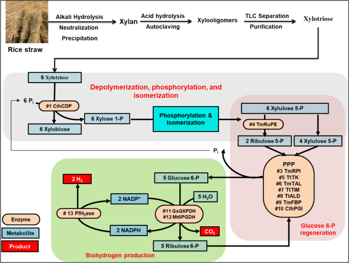 Valorization of rice straw xylooligomers for biohydrogen production via ...