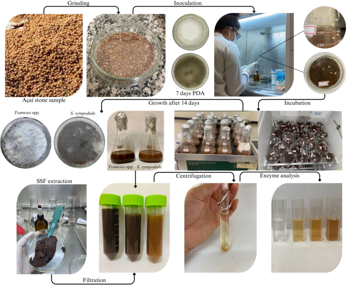 Açaí stone valorization as a substrate for the production of ...