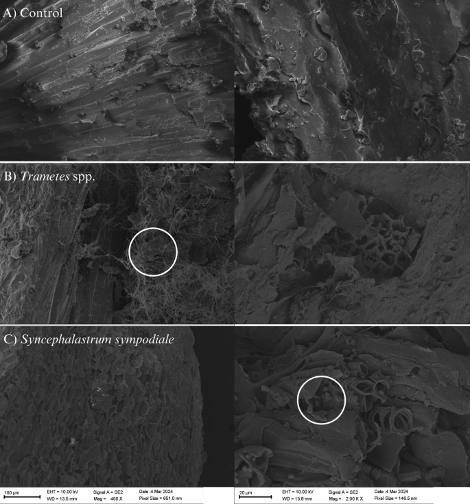 Açaí stone valorization as a substrate for the production of ...